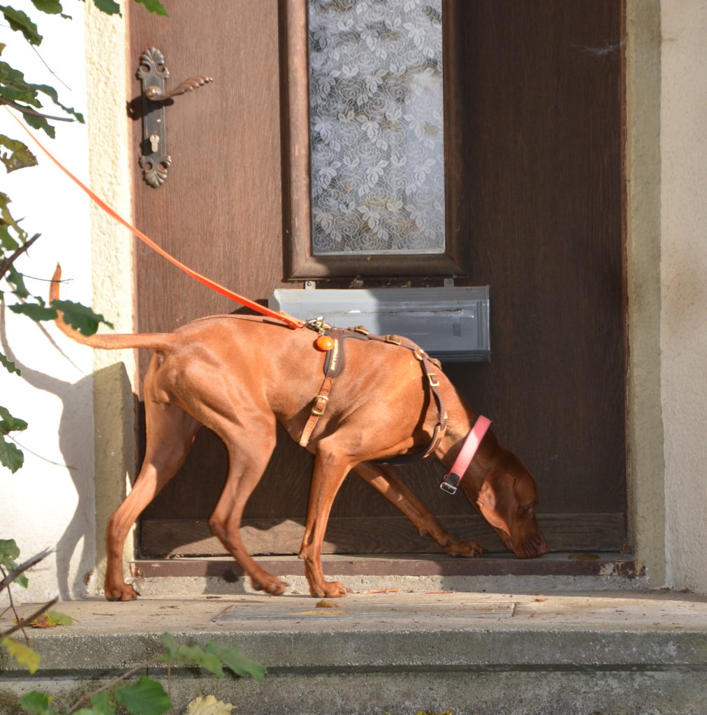 MTV Mantrailing – MTV Trainingscenter